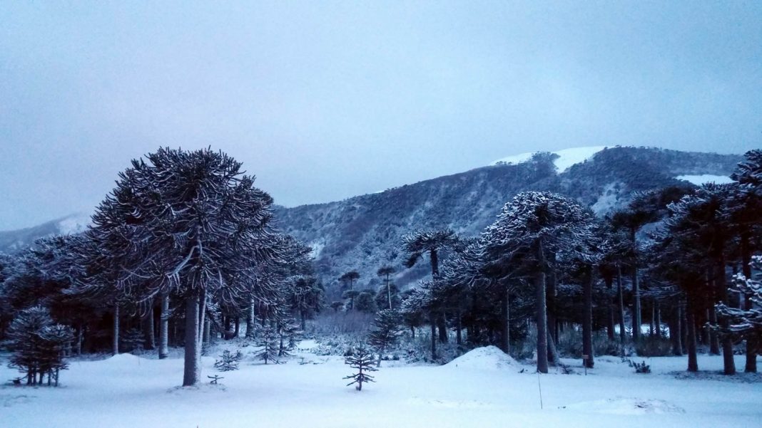 Corralco / volcan Lonquimay: épicentre de la nouvelle génération ...
